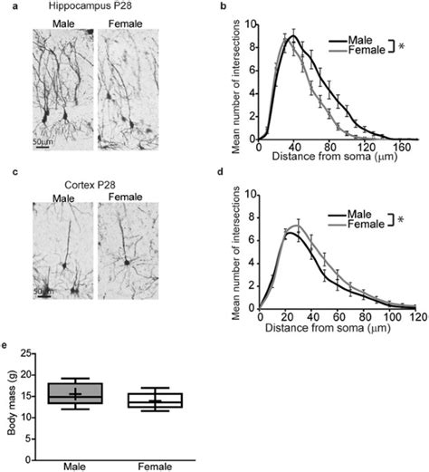in vivo and in vitro sex differences in the dendritic morphology of developing murine