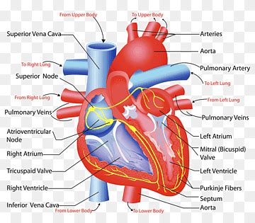 Circulatory System Labeled Heart