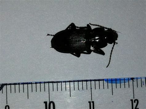 Insecte Noire Dans La Maison Ventana Blog