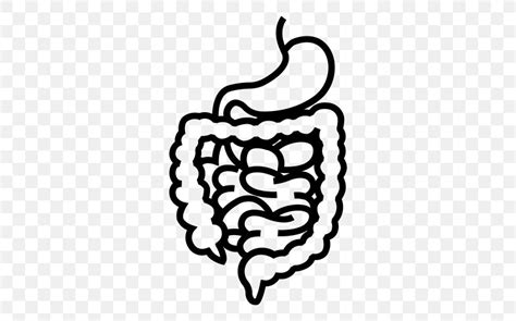 Digestion Gastrointestinal Tract Gastrointestinal Disease Human