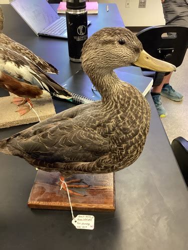 Waterfowl Id Flashcards Quizlet