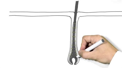 Cuál es el ciclo de vida del cabello Maquina de afeitar