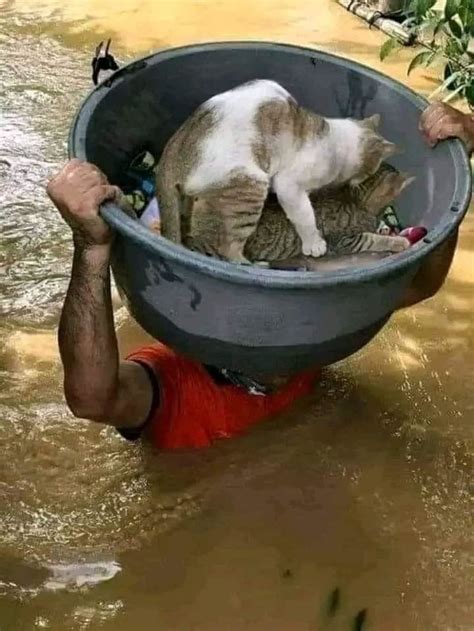 GATOS SIENDO GATOS Meme Subido Por Kaleno87 Memedroid
