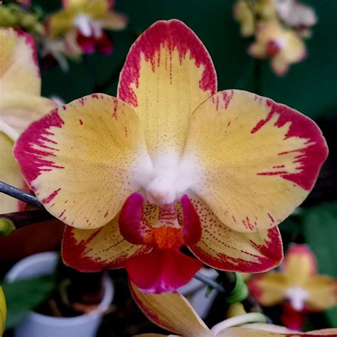 Orquídea Phalaenopsis amarela mesclada n 1 Orquidário 4 Estações