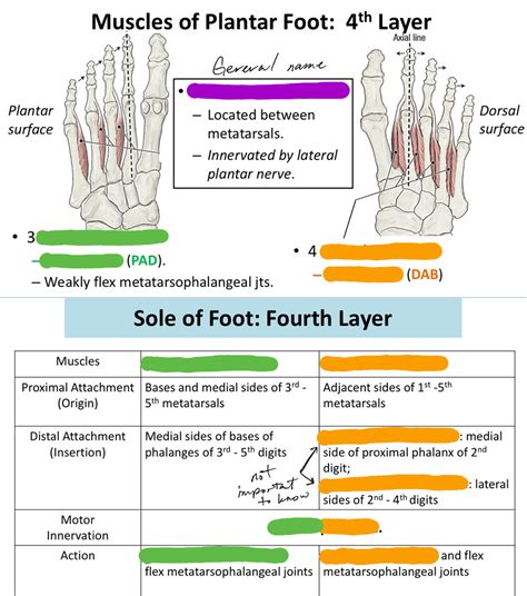 Intrinsic Muscles Of Plantar Foot Th Layer Diagram Quizlet
