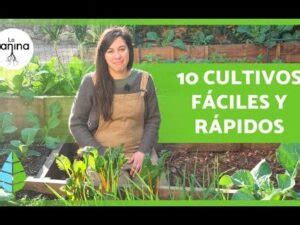 Cultivo de Nopal Guía completa para un cultivo exitoso
