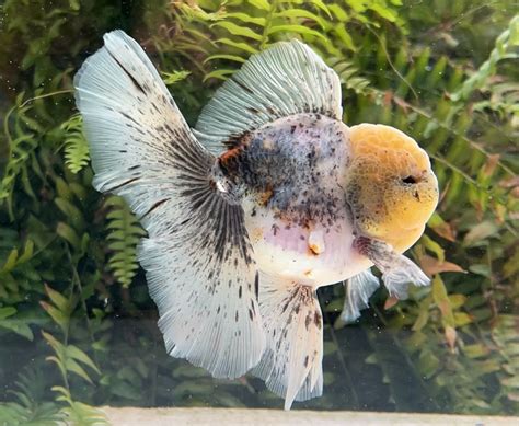 Calico Rosetail Oranda M 5 25 Free Shipping