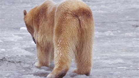 Slow Motion Fps Video Of Female Polar Bear And Her Polar Bear Cub