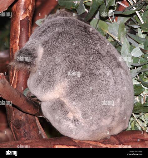 Sleeping Koala Phascolarctos Cinereus Stock Photo Alamy