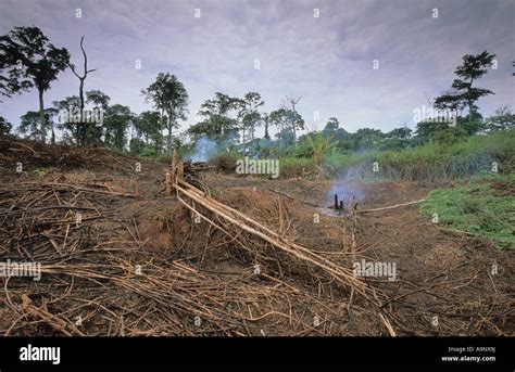 Rainforest Tierra Despejada Para La Agricultura A Peque A Escala En La
