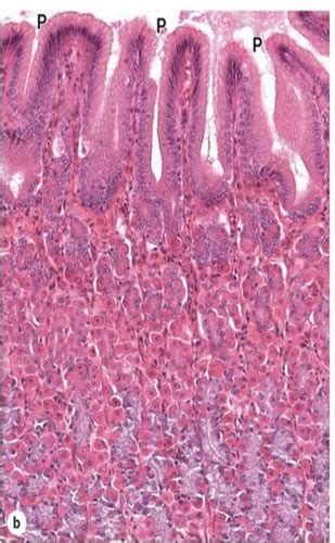 Histology Epithelial Tissue Flashcards Quizlet