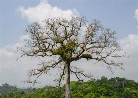 Why Is Ceiba So Important In Our Country And The Americas FLAAR