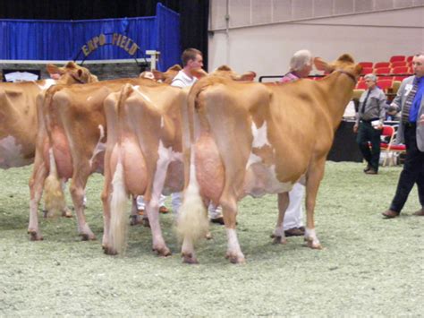 Do Guernsey Or Jersey Cows Produce Better Milk Delishably