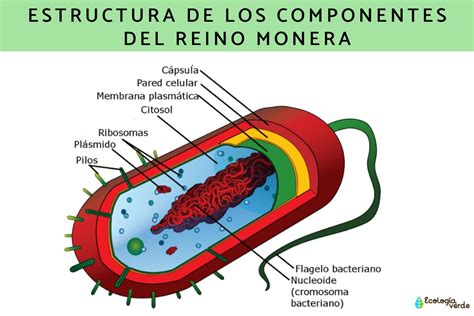 Reino Monera qué es características clasificación y ejemplos Resumen