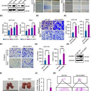 Overexpression Of ALKBH1 Promotes Colorectal Cancer CRC Cell