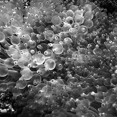 Anemone By Hengki Koentjoro Photography Digital Underwater
