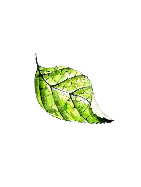 Un Conjunto De Ilustraciones En Acuarela De Cerezas Bayas De Cerezo
