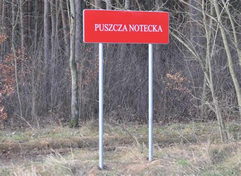 Inwestycja w Puszczy Noteckiej po kontroli Sozosfera ochrona środowiska