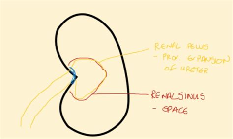 Urinary Tract Structure And Function Flashcards Quizlet