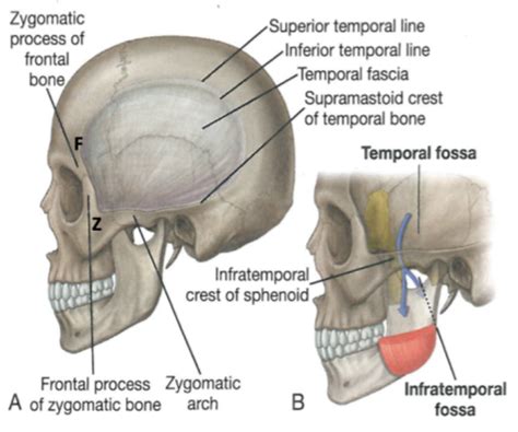 ANAT Temporal Infratemporal Fossa Flashcards Quizlet