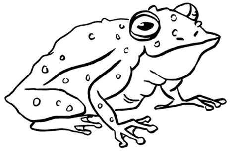 Desenhos Para Colorir De Sapo Pop Lembrancinhas