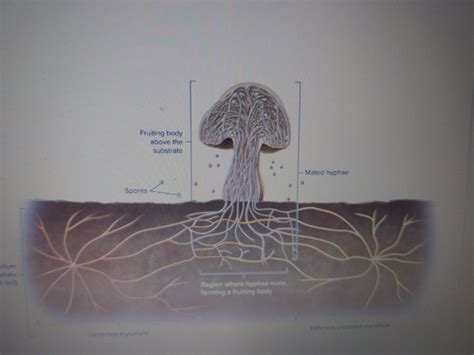 BIOL 2040 Fungi Flashcards Quizlet