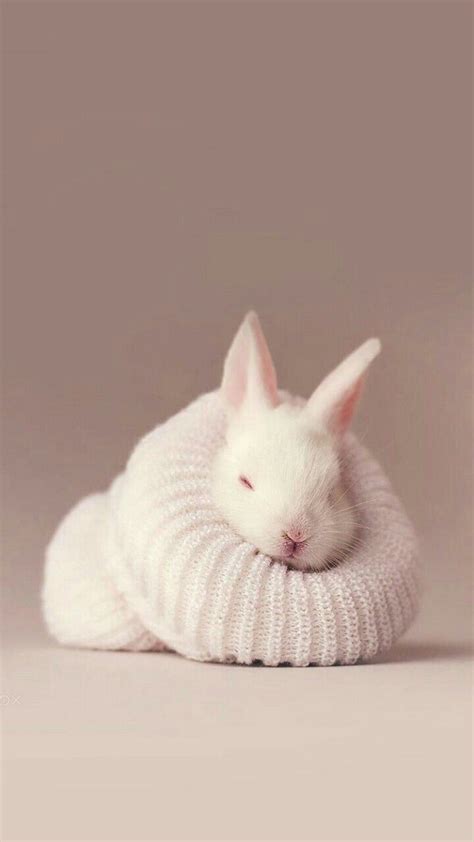 Cute Bunny Rabbits Wallpaper