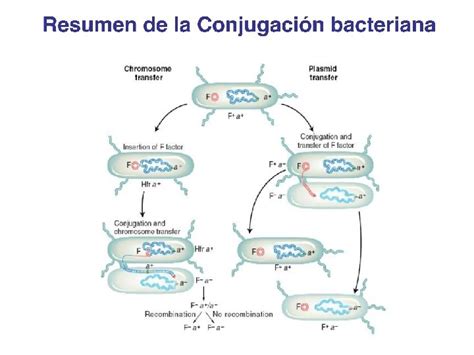 3 ESTRUCTURA PROPIEDADES Y FUNCIN DE LOS CIDOS