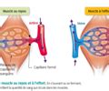 Diagramme De LE CORPS HUMAIN ET LA SANTE CHAP 1 Le Fonctionnement De