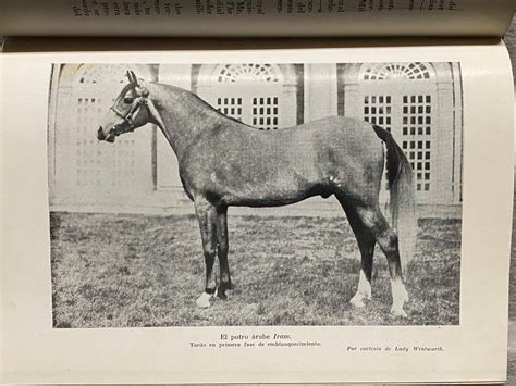 LOS COLORES DEL CABALLO Guía entre la variedad de ellos y pesquisa de