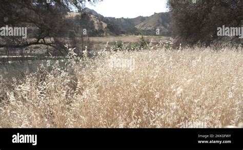 Tall Prairie Grass Blowing In Wind Slow Motion In Malibu Creek State