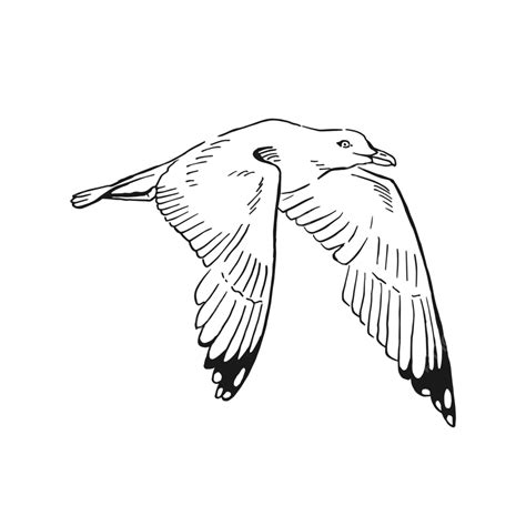 Sketch Of Flying Seagulls Flying Seagull Wild PNG And Vector With