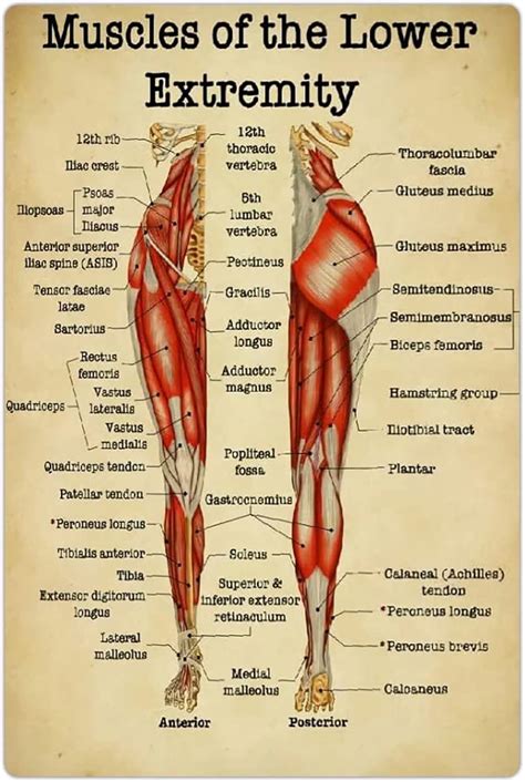 Muscles Of The Lower Extremity Metal Tin Signs Muscle System Knowledge