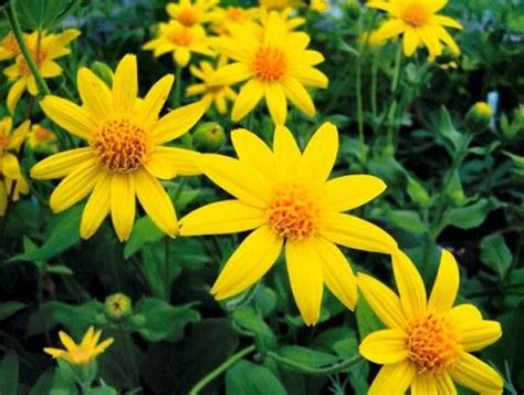 Plantas Medicinales Que Podemos Cultivar En Casa Y Sus Usos
