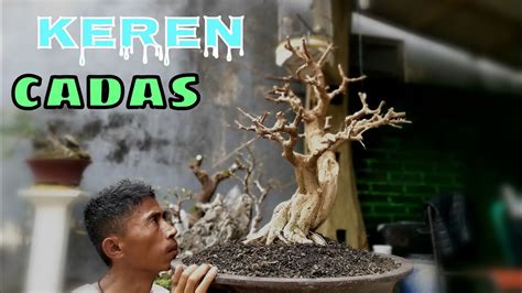 Bonsai Sianci Untuk Inspirasi YouTube