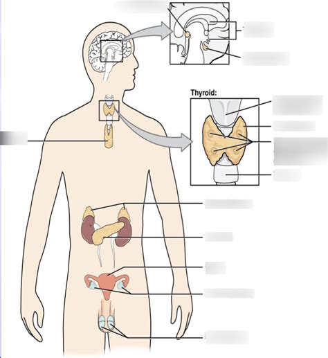 Endocrine System Diagram Quizlet