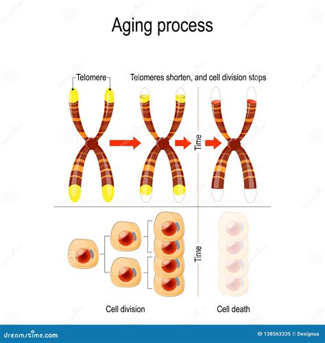 Aging Process Telomeres Shorten And Cell Division Stops Stock Vector