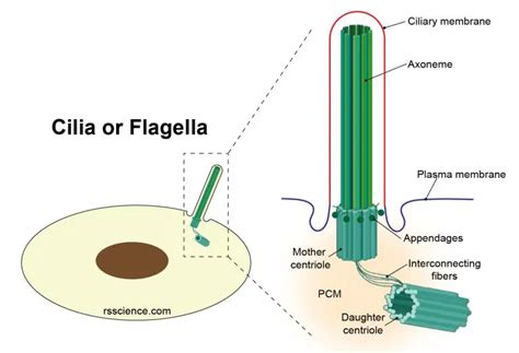 Centrosomes The Engine Of Cell Division Definition Structure
