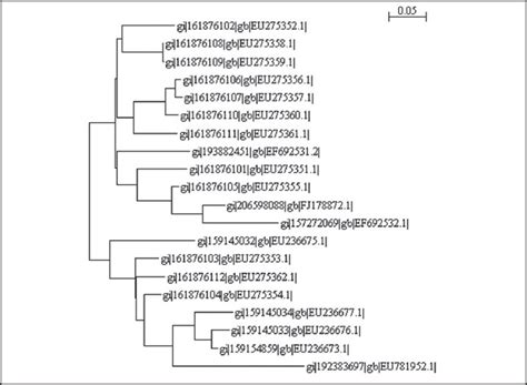 Phylogenetic Tree Made In Mega Software Using Neighbor Joining