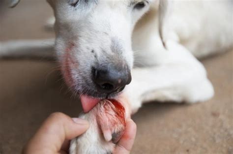 Por qué mi perro se lame tanto las patas Corporación Dejando Huella