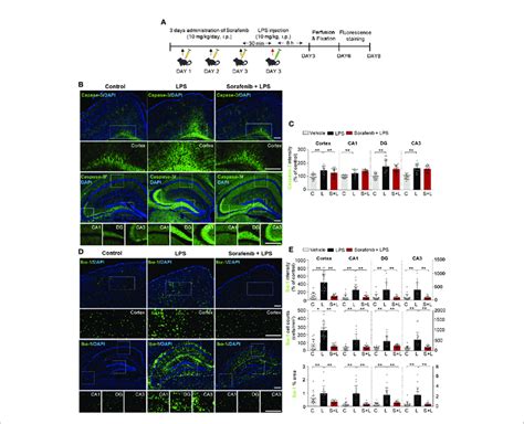 Pretreatment Of Sorafenib Inhibits LPS Induced Microgliosis In