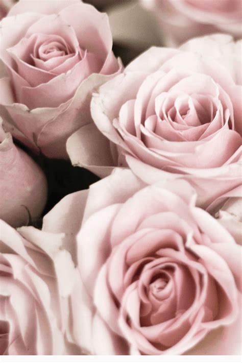 Roses Background Aesthetic PixLith
