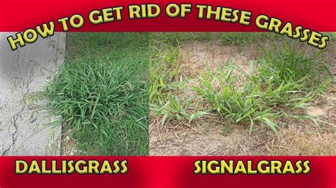 How To Get Rid Of These Wild Grasses Out Of Your Lawn Signalgrass And Dallisgrass Youtube
