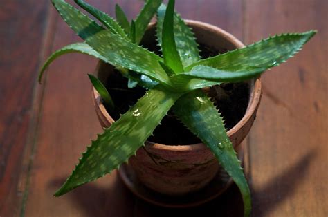 Jak vyrobit domácí mast z kalisie vonné a aloe vera rady a návody