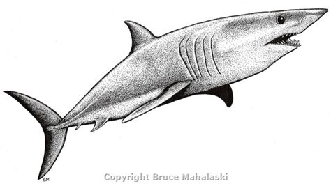 Mako Shark Drawing At Paintingvalley Explore Collection Of Mako