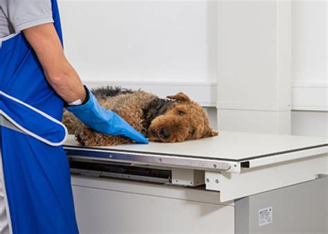 Arquivos Radiologia veterinária Ferox televeterinária