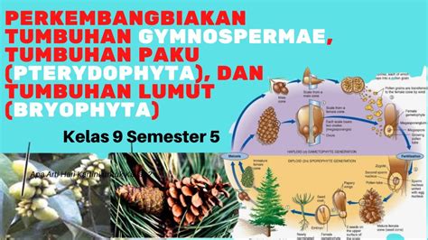 Perkembangbiakan Tumbuhan Gymnospermae Paku Lumut Teknologi The Best