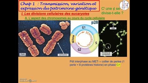 1reVideo 05 génétique chromosomes et cycle cellulaire YouTube