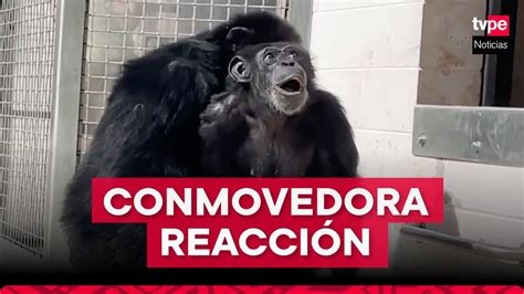 Chimpancé se emociona tras ver el cielo por primera vez YouTube