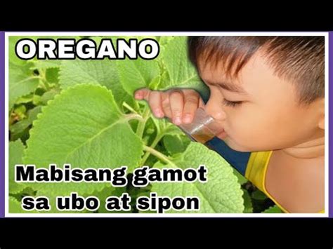 OREGANO MABISANG GAMOT SA UBO AT SIPON BUTI NALANG DI TAKOT SI KURT
